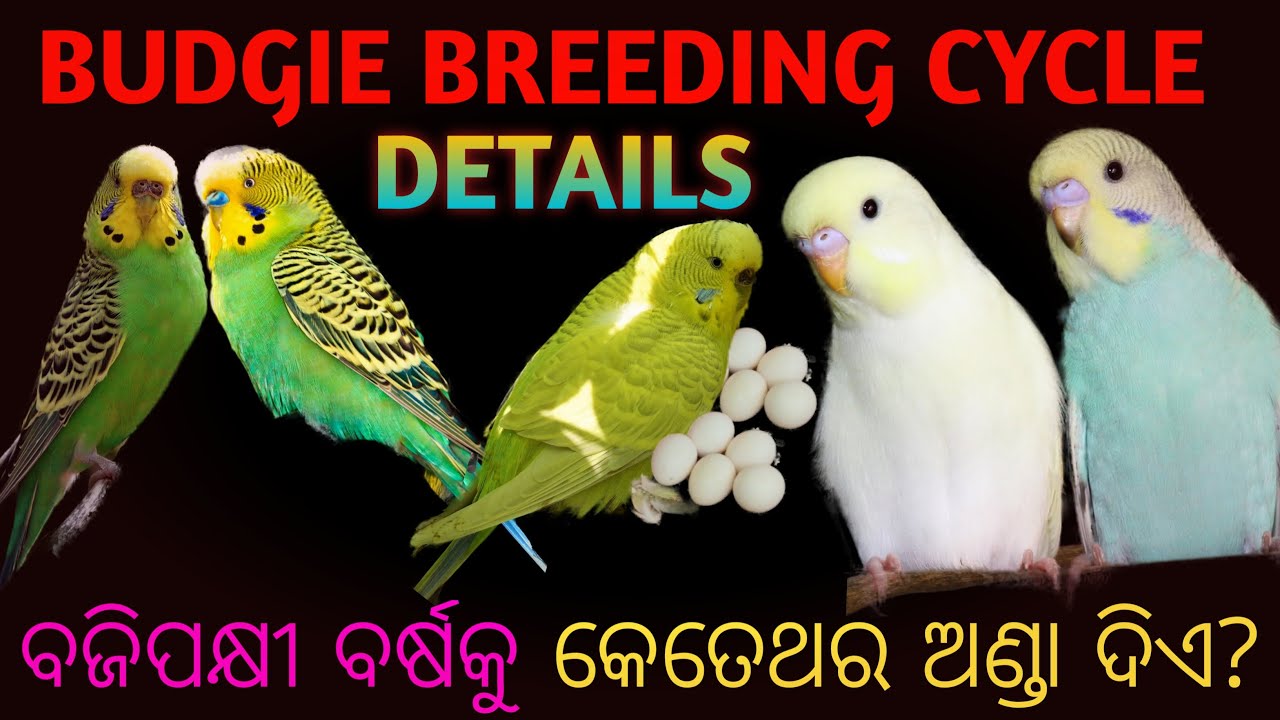 BUDGIES FULL BREEDING PROCESS ||BUDGIE BREEDING PROCESS DETAILS - YouTube
