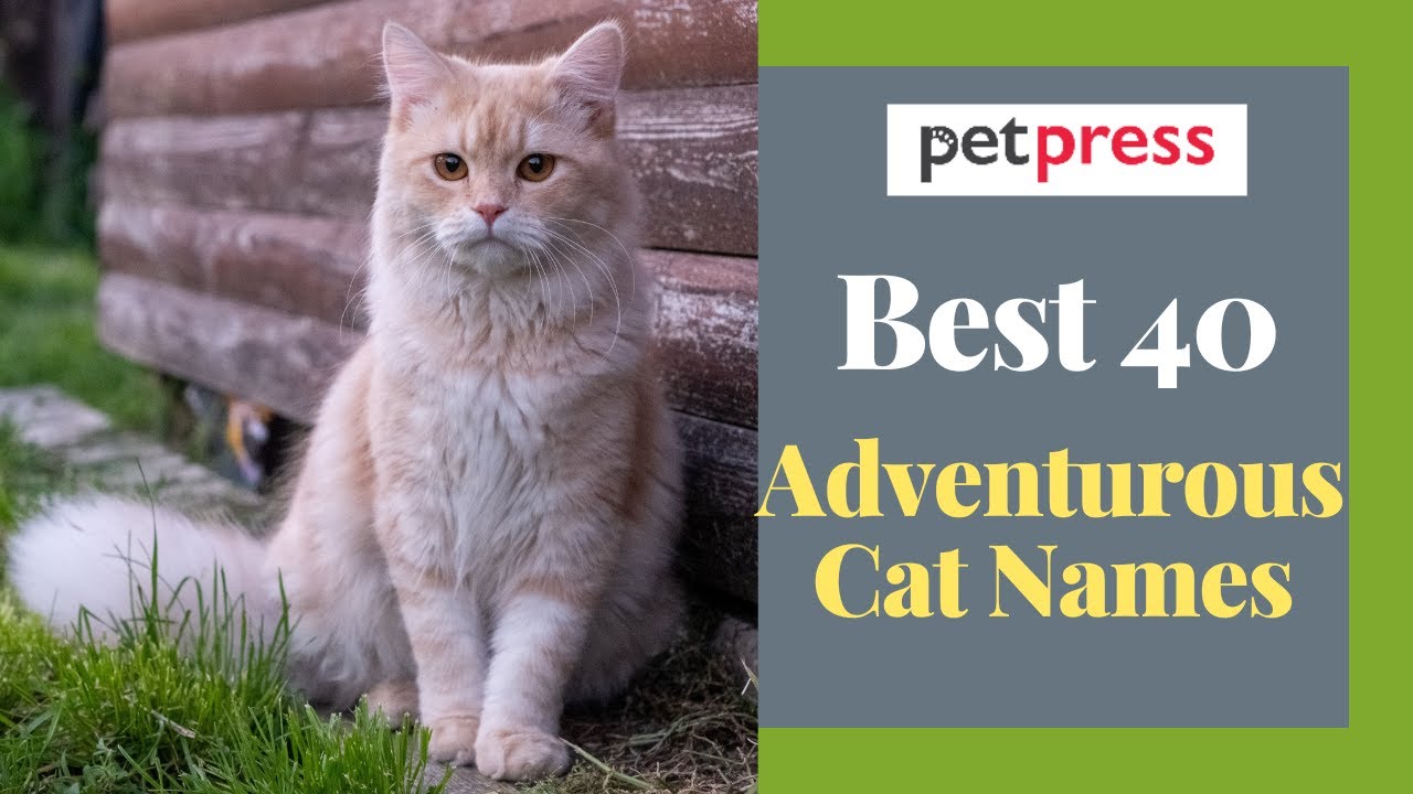 40 Adventurous Cat Names Guaranteed to Make Your Pet Stand Out 🐈 ...