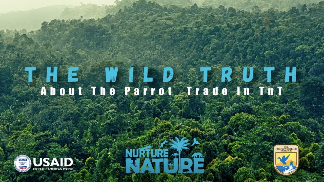 The Wild Truth about the Amazon Parrot Trade in Trinidad and Tobago ...