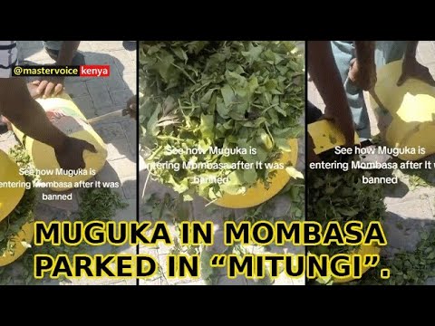 See how Muguka arrived in Mombasa despite government Notice. - YouTube