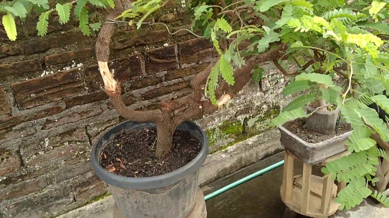 WOW!! BONSAI ASEM BISA BERBUAH SIAP CANGKOK - YouTube