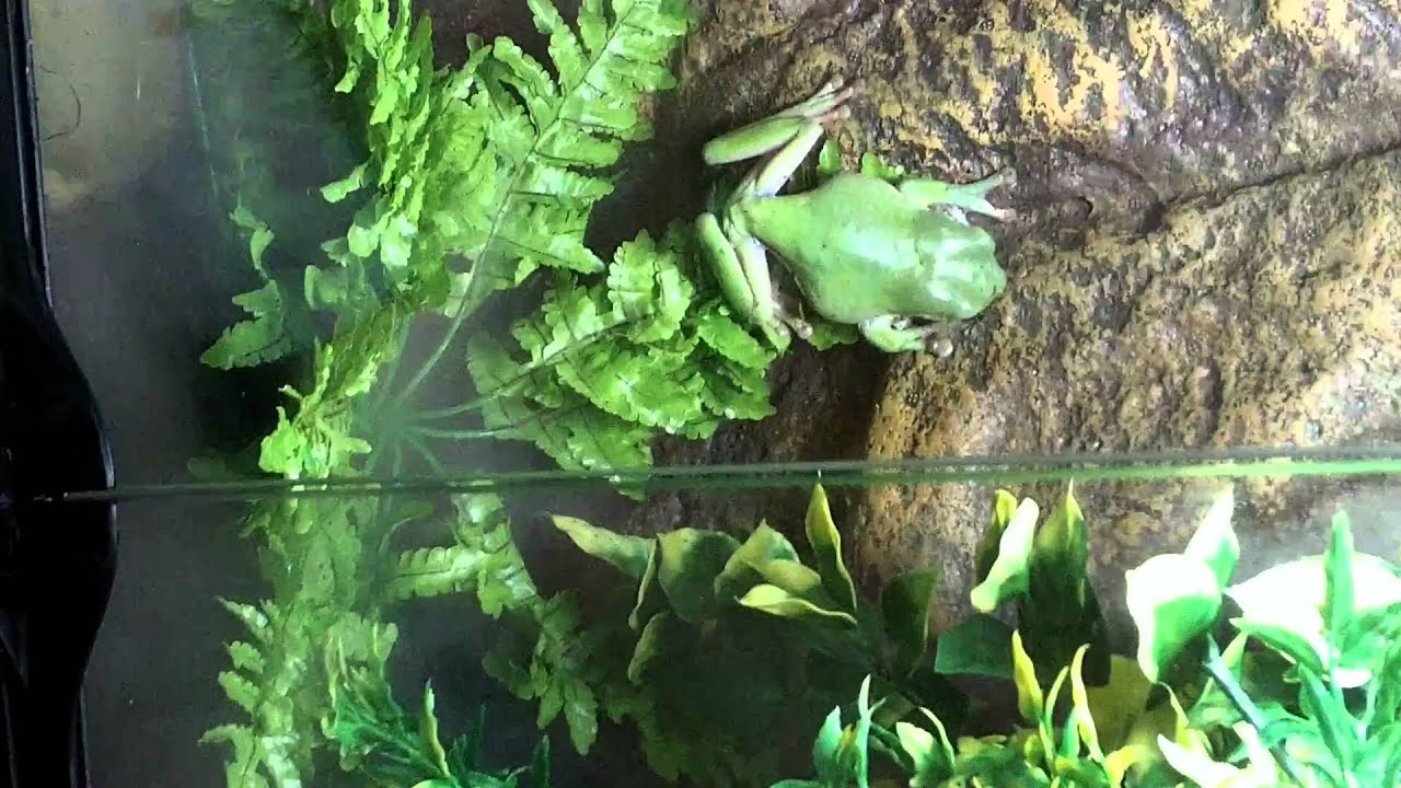 White's Tree Frog Reaction To Fogger - YouTube