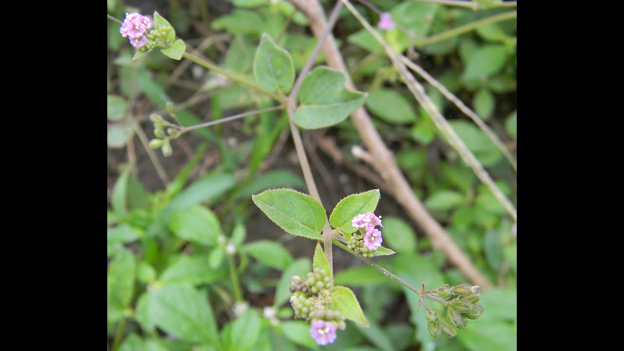 Anomalous Secondary Growth in Boerhavia Stem - YouTube
