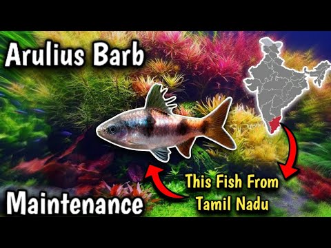 Arulius Barb ( Dawkinsia tambraparniei ) || Maintenance || Tamil - YouTube