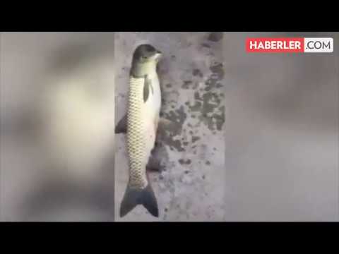 Göyərçin başlı balıq tutuldu - Dünya şokda