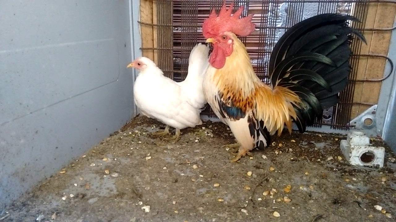 Garnize nagazaki aves ornamentais - YouTube