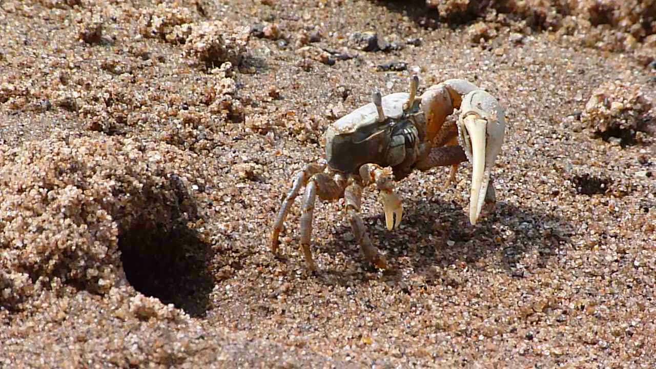 sand fiddler crabs at fox beach staten island - YouTube