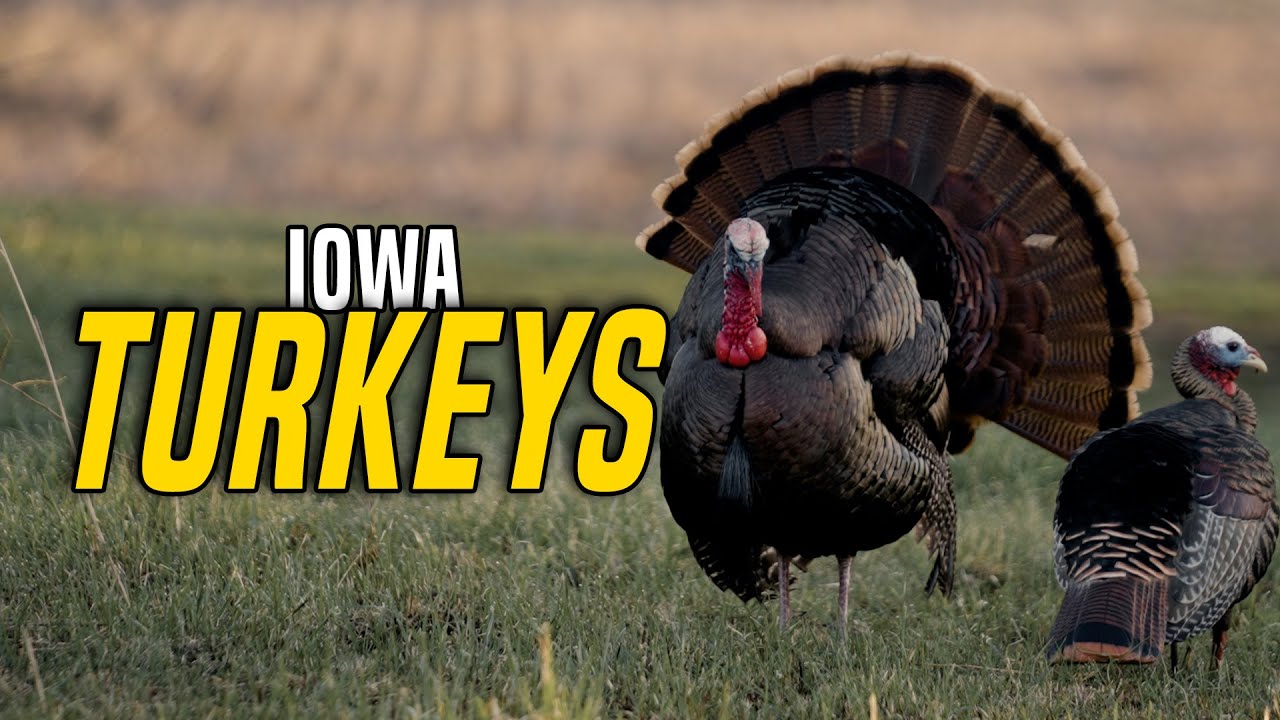 Tagged Out in Iowa! Two Turkeys in Two Days - YouTube