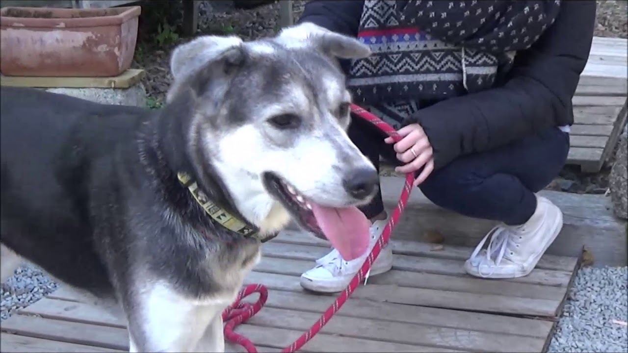 Chien craintif Renaissance - YouTube