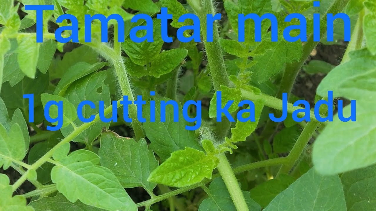 tamatar ka ped kaise lagaen how to grow tomato plant at home - YouTube