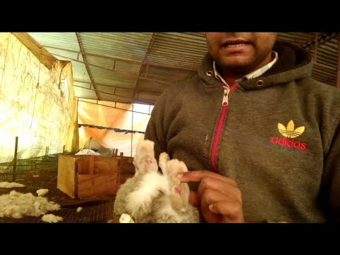 Rabbit sore hocks treatment and prevention at home || खरगोश के पैर के ...