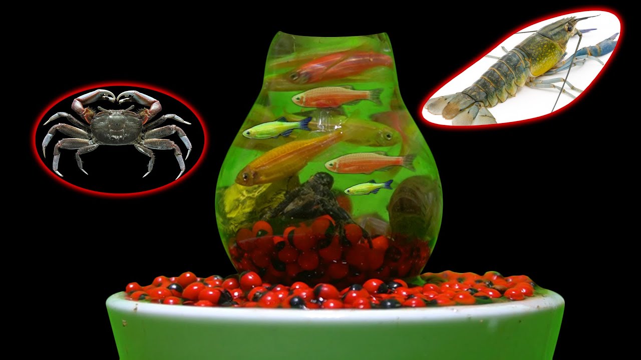 Beautiful fish in Bulb - Decoration Bulb with Ornamental fish - crab ...