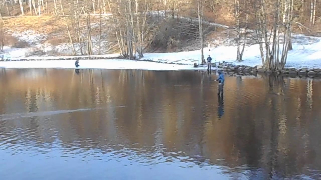 Fluefiske Akerselva 21 jan 2017, foto Rolf Wibe - YouTube