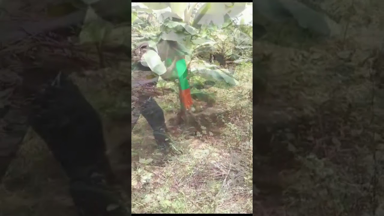 ඇට බට්ටා - කෙසෙල් වගාවන් සඳහා පොහොර දැමීම - Ata Batta - Pohora damima ...