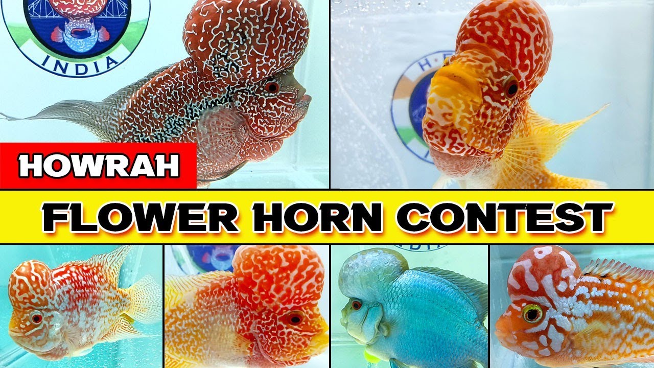 Flower Horn Competition | Large variety of Flower Horn | Howrah Flower ...