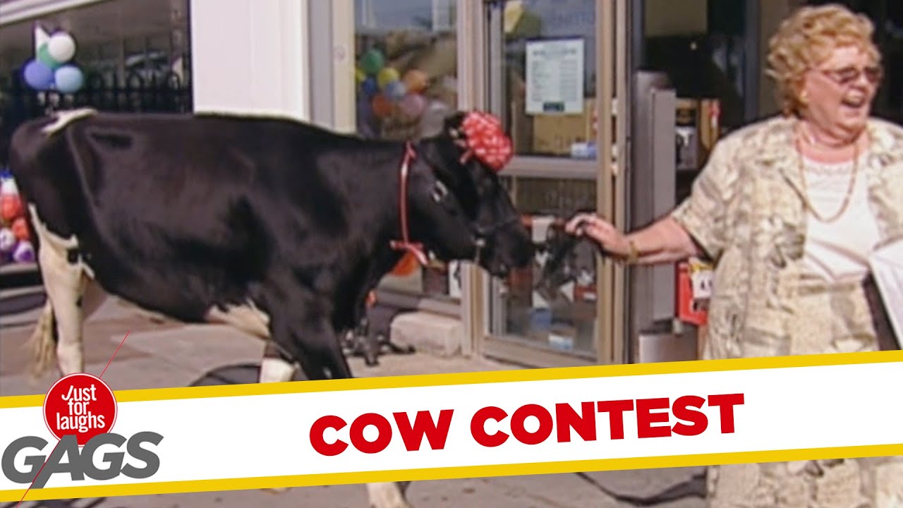 Win A Cow Prank - Throwback Thursday - YouTube