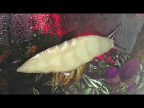 Archachatina marginata ovum