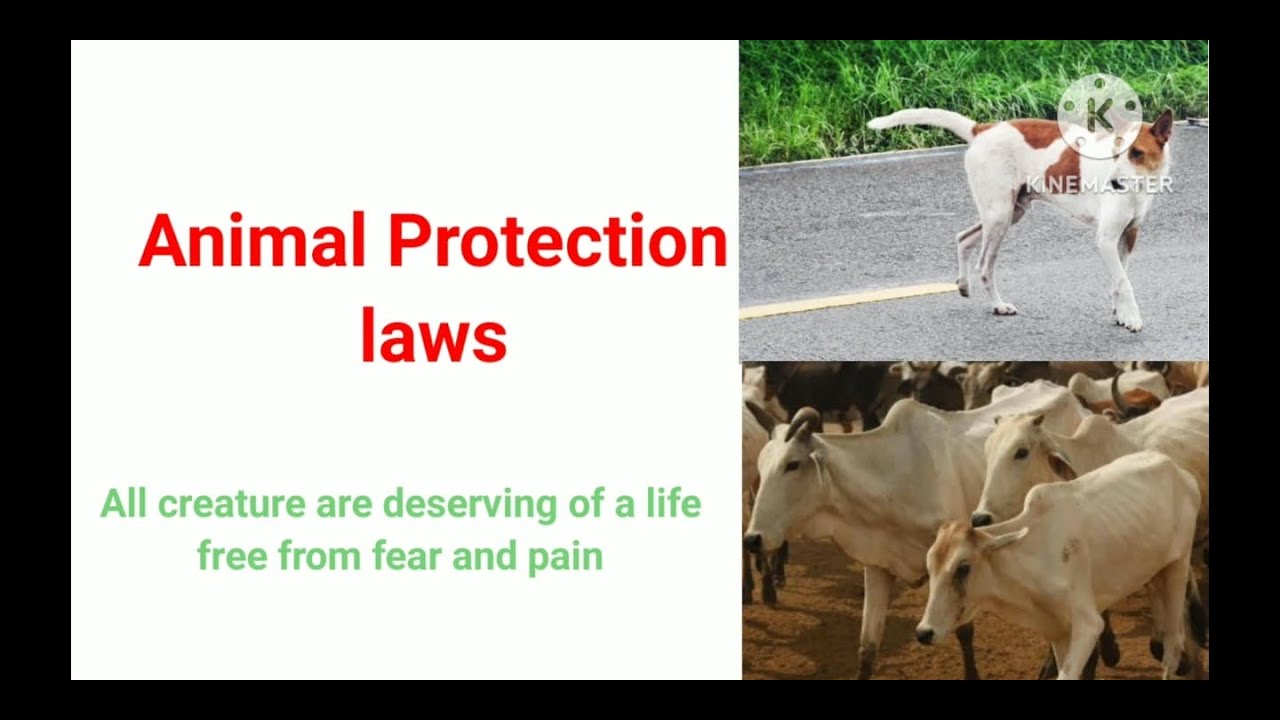 ANIMAL PROTECTION LAWS - YouTube