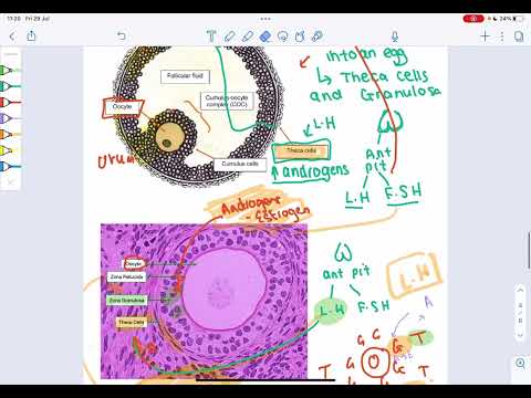 Pathophysiology of Polycystic Ovarian Syndrome, what happens to the ...
