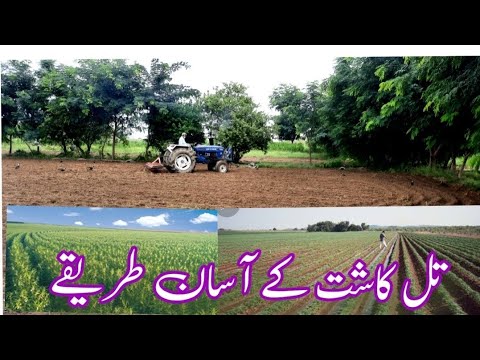Sesame cultivation methods | sowing methods of till/sesame | sesame ...