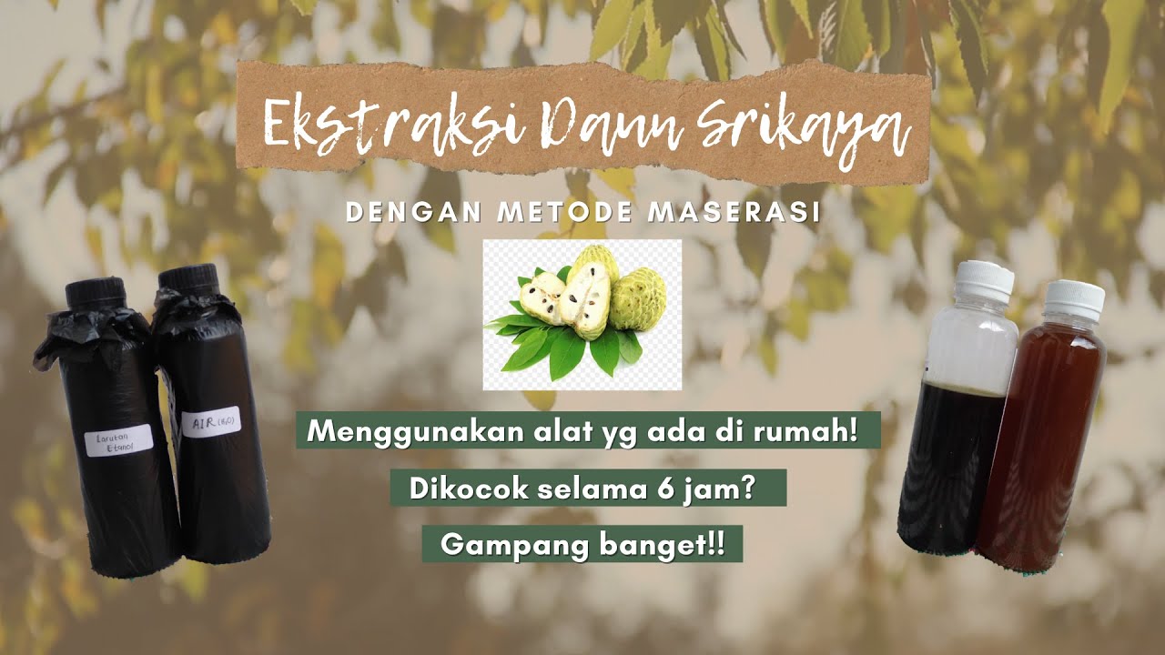 [LEBIH LENGKAP] Praktikum Ekstraksi Daun Srikaya Dengan Metode Maserasi ...