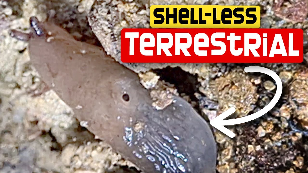 Slug SLOW moving with no legs! - YouTube