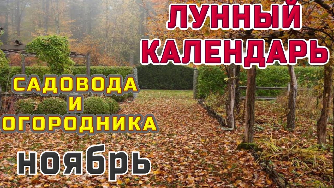 🌙ЛУННЫЙ КАЛЕНДАРЬ САДОВОДА И ОГОРОДНИКА 🍅НА НОЯБРЬ МЕСЯЦ🌕УКРЫВАЕМ НАШИ