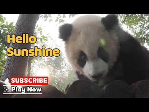 Does This Little Panda Smell Like “Sunshine”? | iPanda
