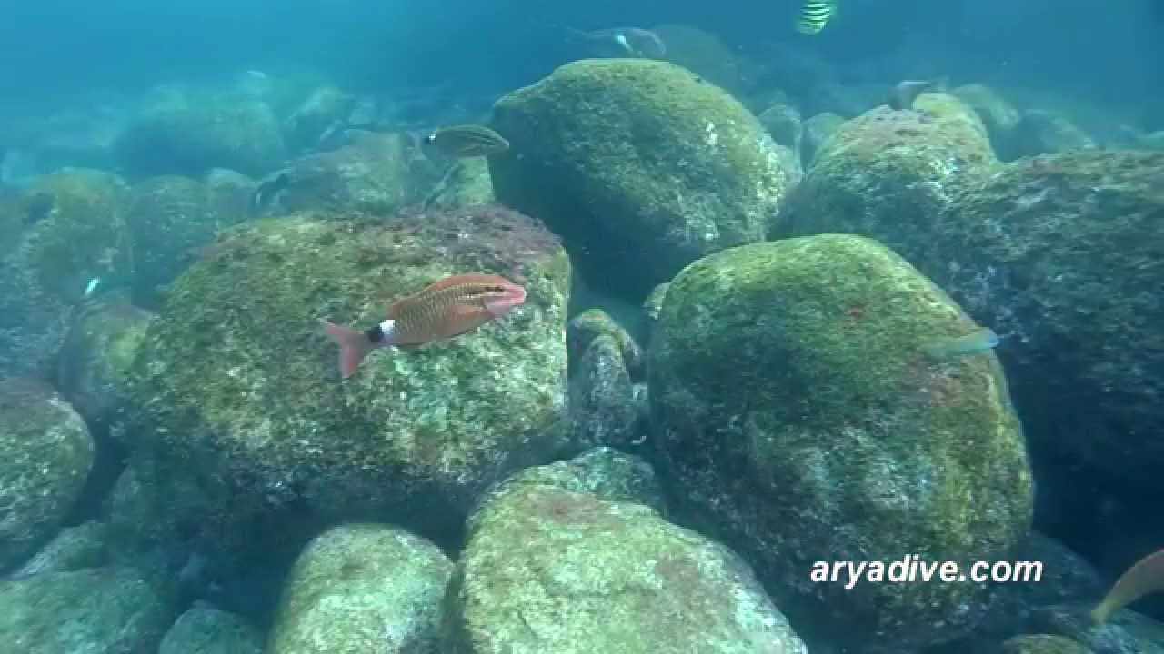 두줄촉수(Parupeneus spilurus)~ Black-spot Goatfish, Blacksaddle Goatfish ...