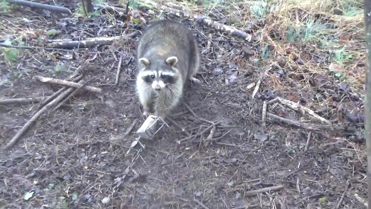 Christmas Morning 2015 Dog proof coon trapping HUGE COON caught in a Z ...