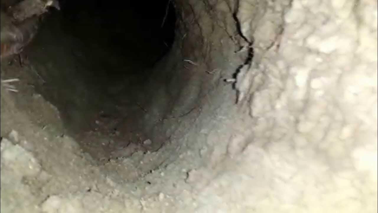 How Deep Does The Rabbit Hole Go? - YouTube