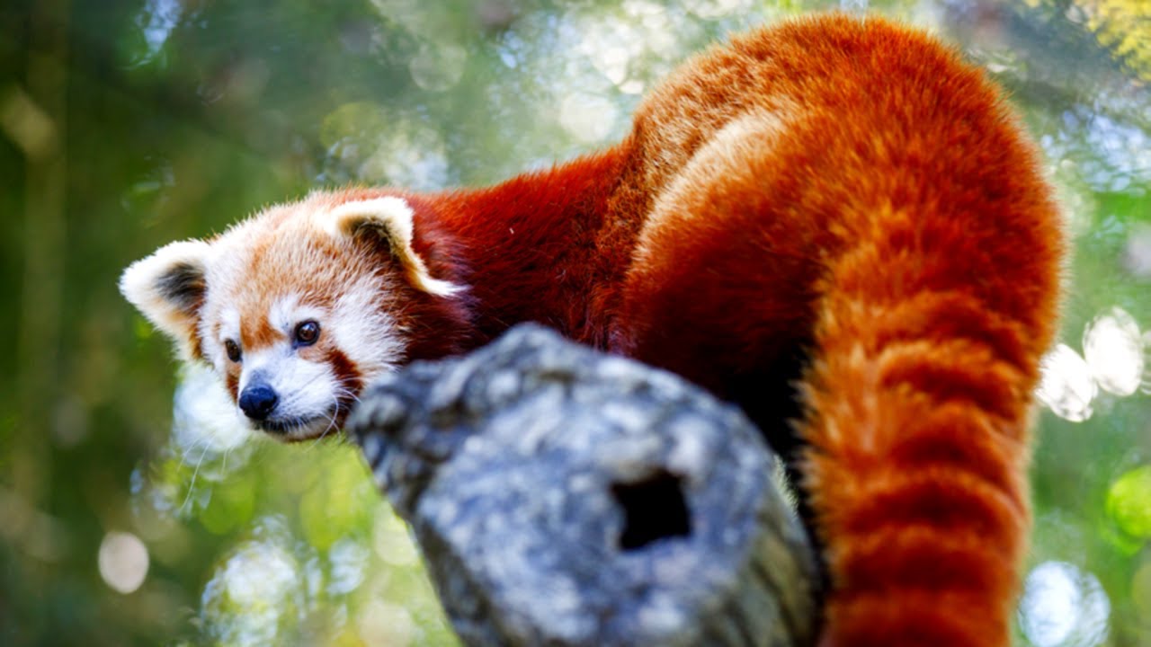 CUTE Red Panda at Knoxville Zoo | Eats, Explores & Naps - YouTube