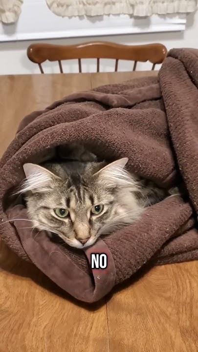 Are you a cold cat funny 😁 #cat - YouTube