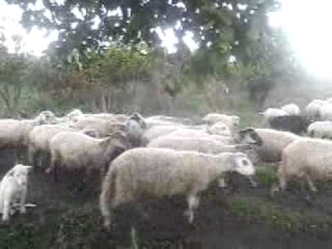 Pecore in sicilia - YouTube