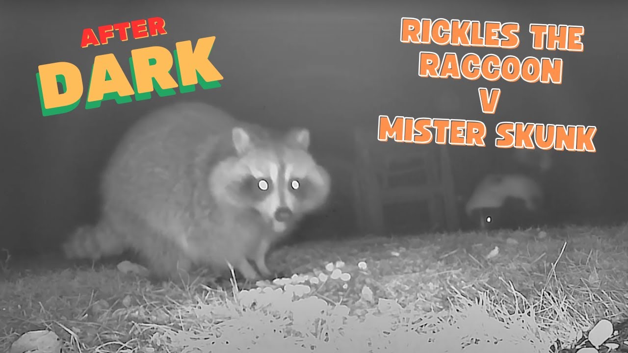 After Dark: Ricky the Raccoon Keeps Mr. Skunk at Bay - YouTube