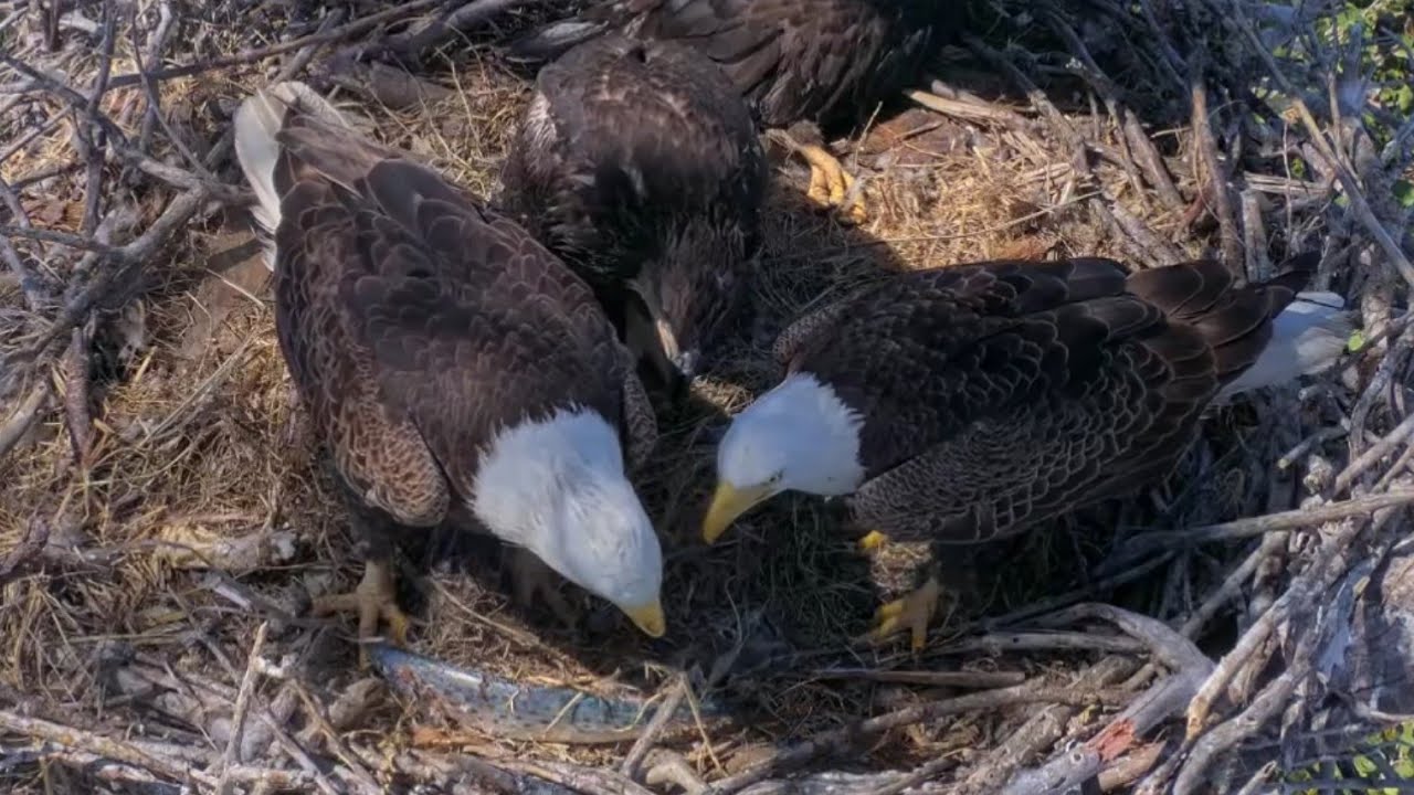 Clive brings fish 🐟, Connie ready for feeding, Dasher in waiting ...