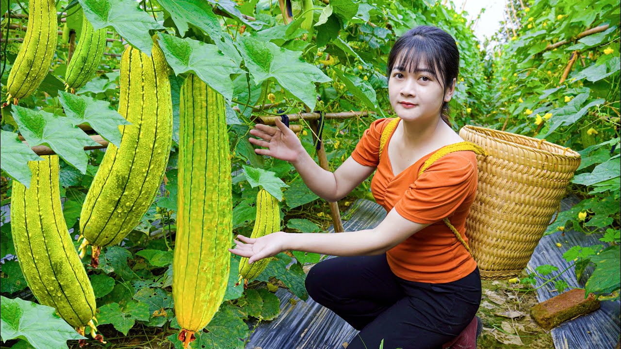 Harvesting A Large Batch Of Luffa - Cook Delicious Stir-Fried Luffa ...