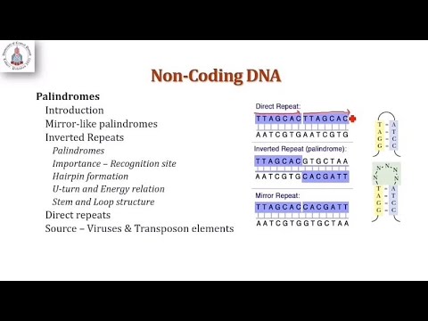 Palindromes | Inverted Repeats | Mirror like repeats | stem and loop ...