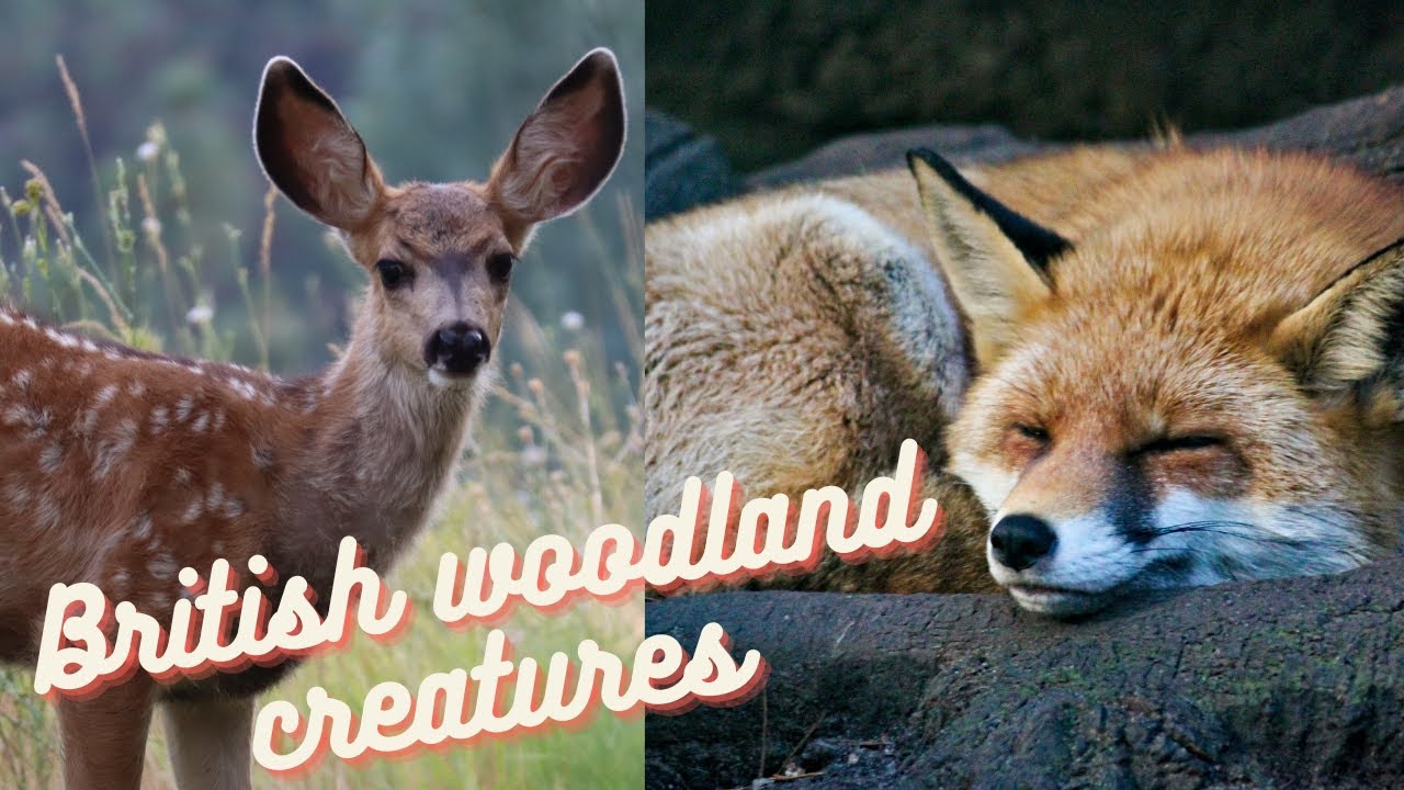 BRITISH WOODLAND ANIMALS! - YouTube