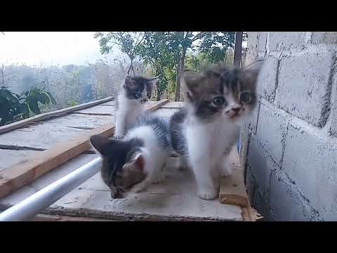 bocil main diatas