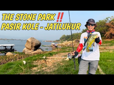 SPOT WISATA PASIR KOLE NAIK BABON LAGI || MANCING PEACOCK BASS JATILUHUR #peacockbass