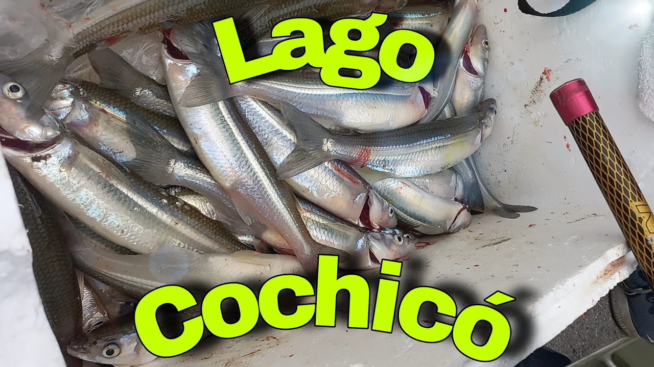 lago cochicó a full...!!!! mejoró NOTABLEMENTE la calidad del pejerrey ...