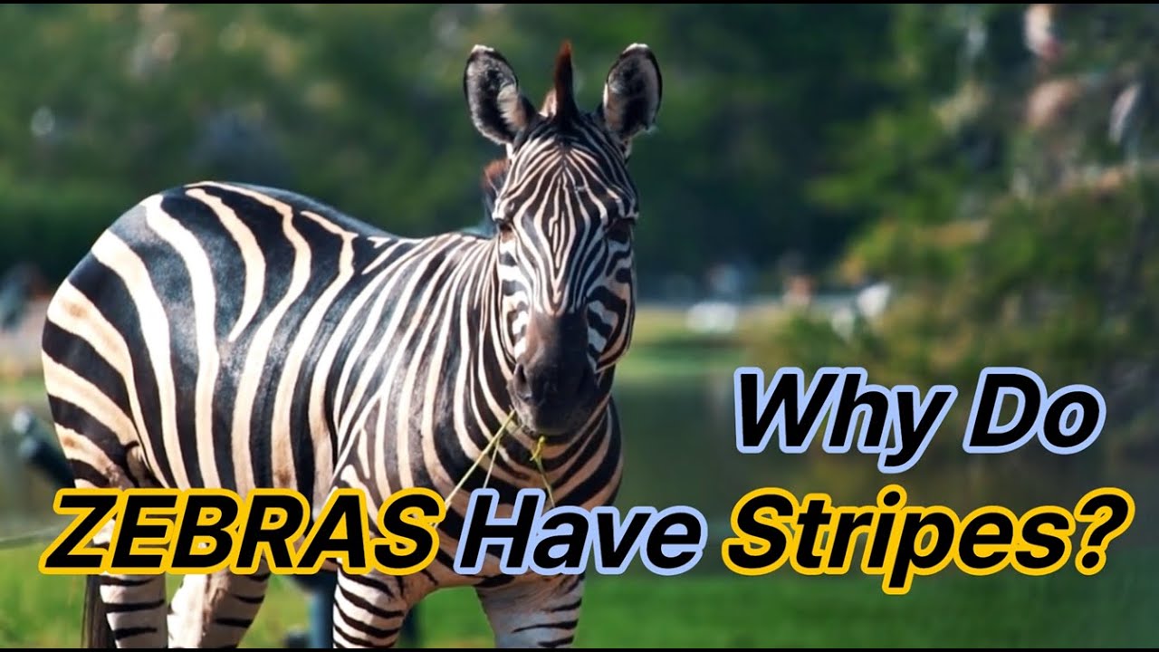 Why Zebras Stripes Are Essential for Survival? | Educational Video ...