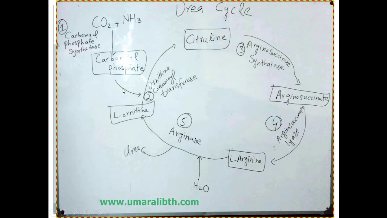 What is Urea Cycle - YouTube