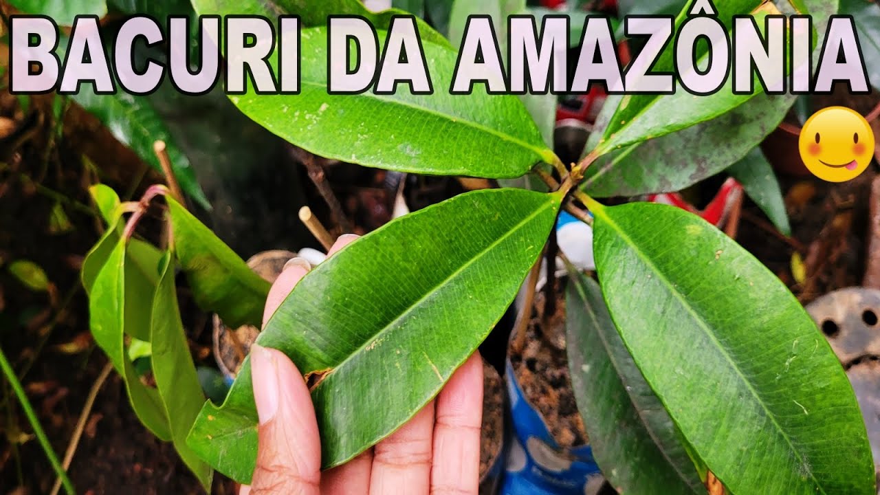 💚 #BACURI MUDAS PARA MINHA COLEÇÃO DE FRUTÍFERAS!! Bacuri Platonia ...