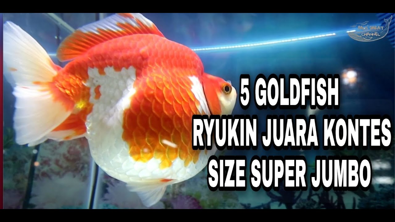IKAN KOKI RYUKIN JUARA KONTES SIZE SUPER JUMBO (RYUKIN GOLD FISH ...