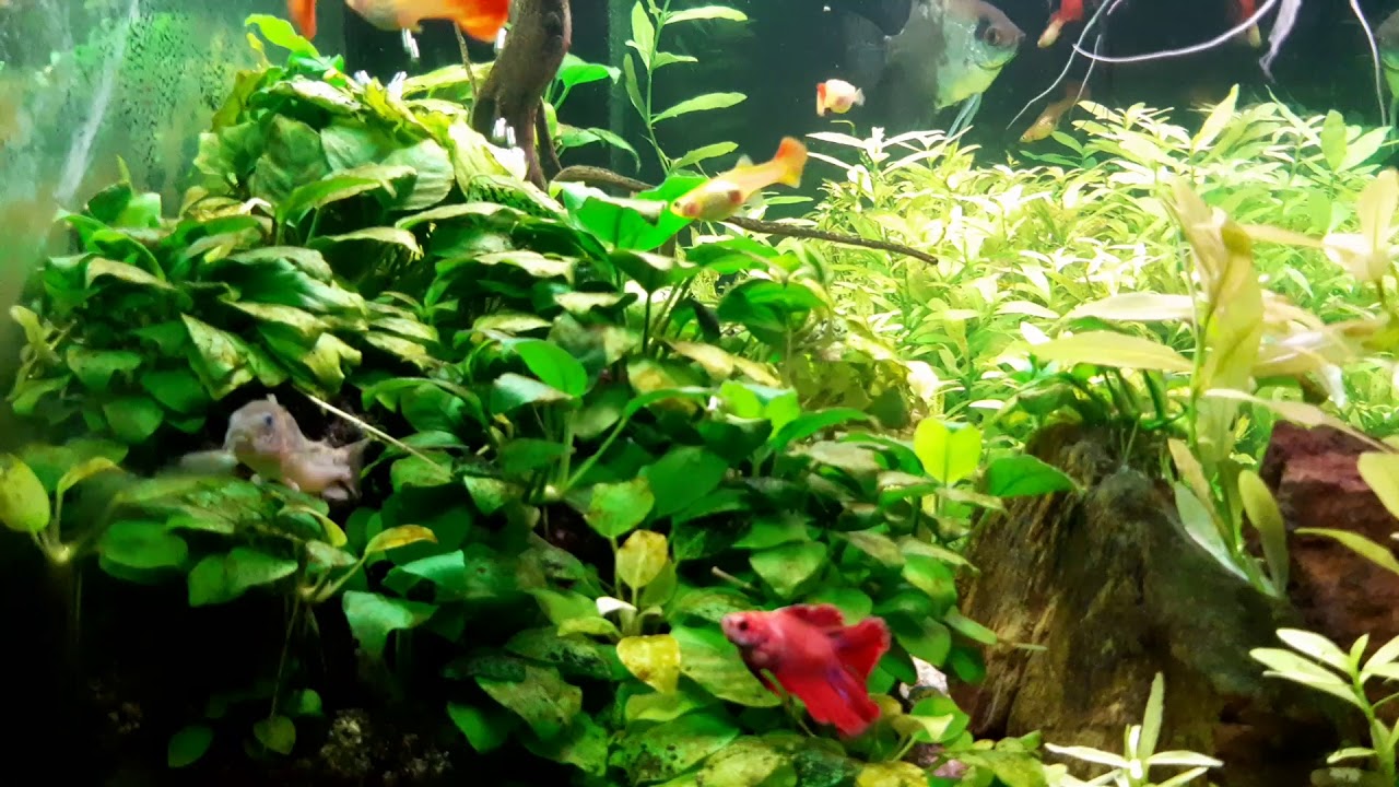 Pez beta macho. - YouTube