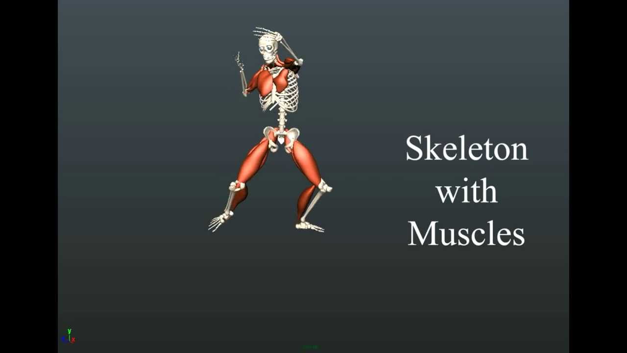 Maya Muscle Animation Test - YouTube