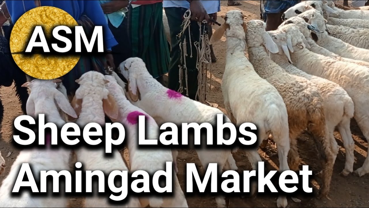 Episode -78 | Amingad Sheep Lambs Market, Bagalkot, Karnataka, India ...