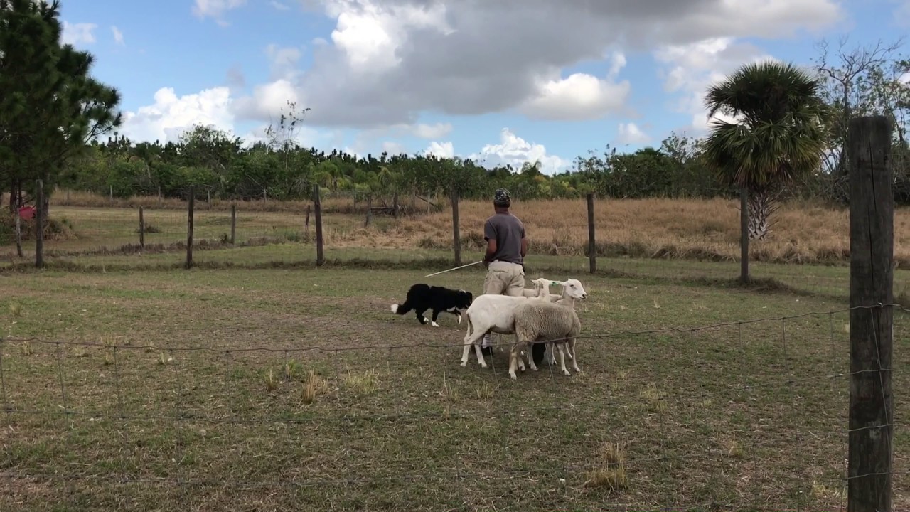 Mick 2nd time on sheep. Mike Horgan - YouTube